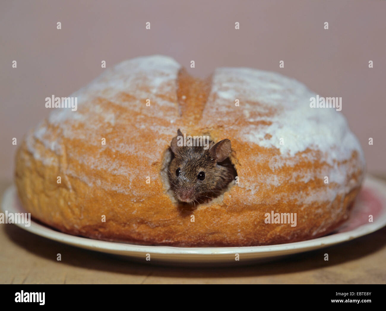 house mouse (Mus musculus), in a bread, Germany Stock Photo - Alamy