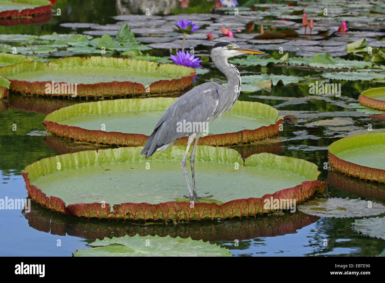 Victoria water lily bird hi-res stock photography and images - Alamy