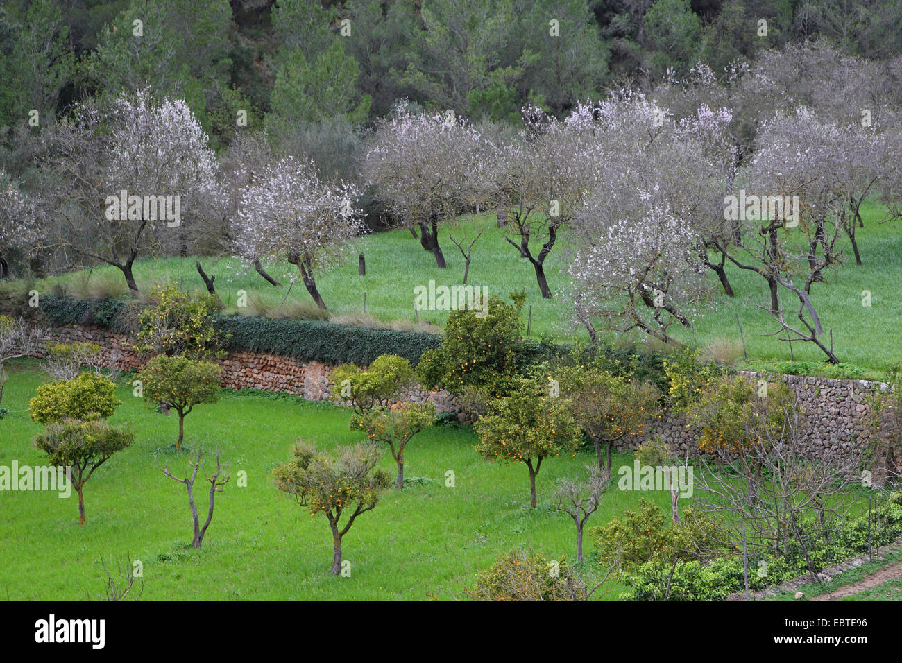 almond trees and orange trees in a fruit tree, Spain, Balearen, Majorca ...