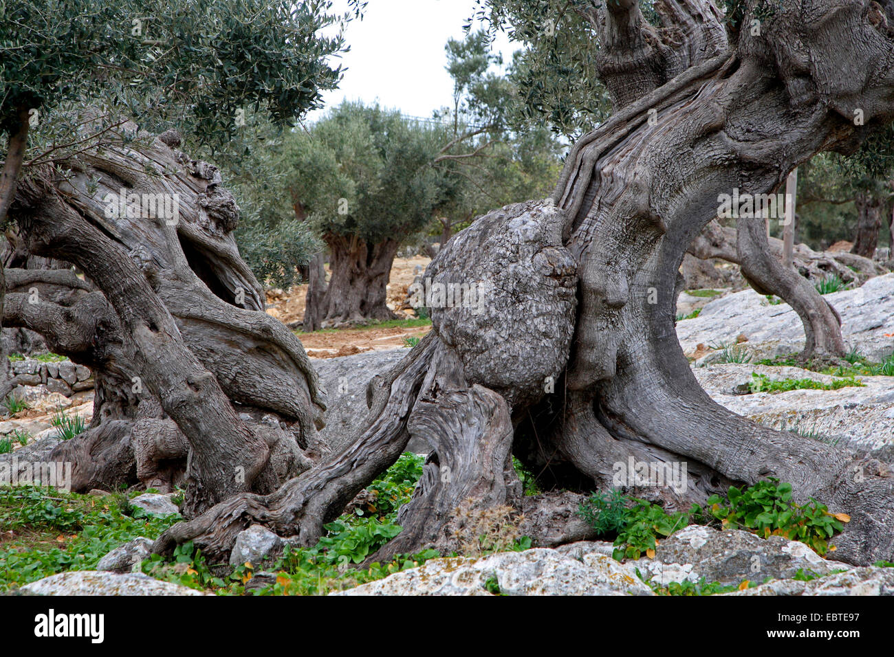 Olive trees spain hi-res stock photography and images - Alamy