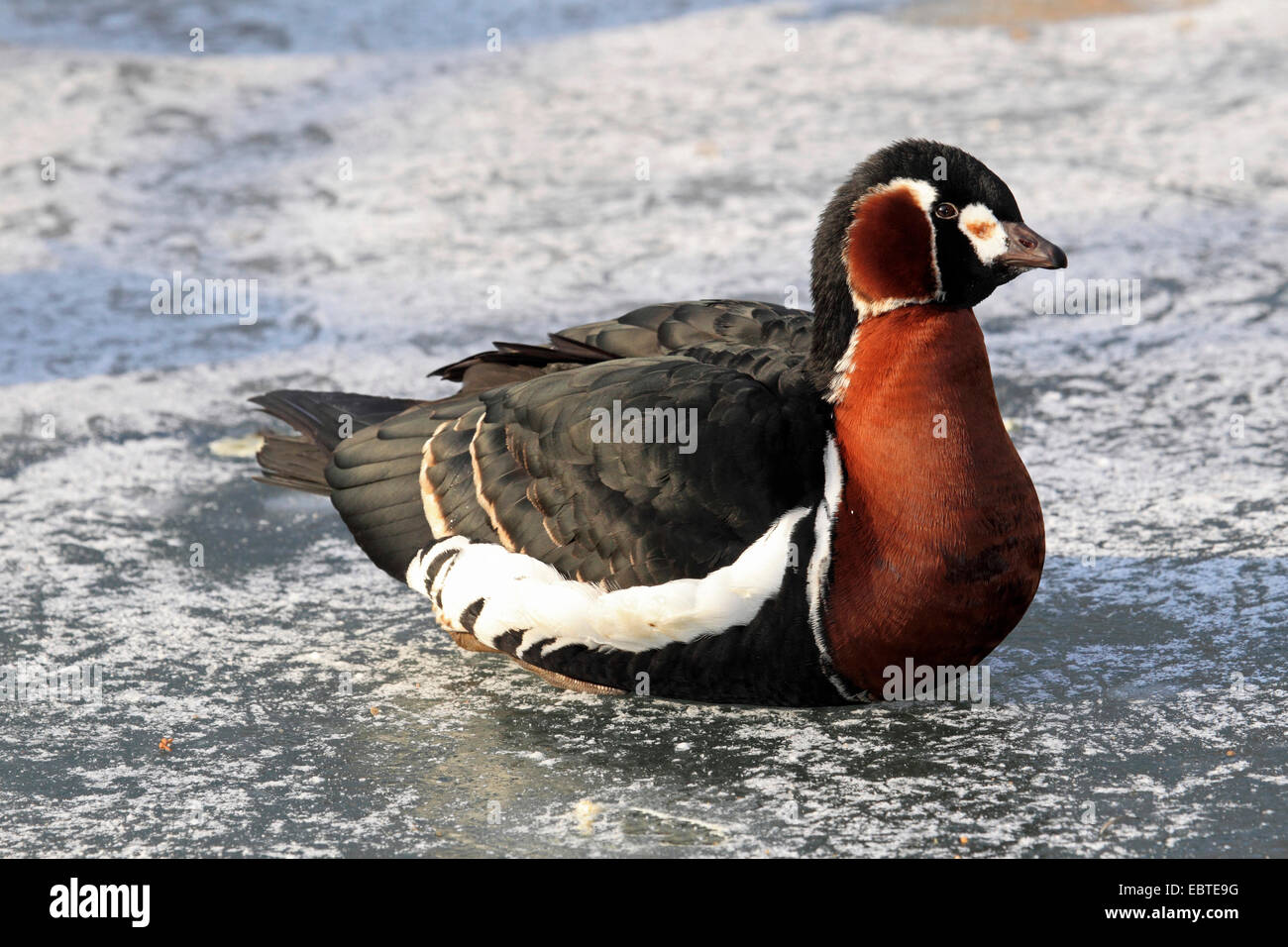 Red breasted goose on ice hi-res stock photography and images - Alamy