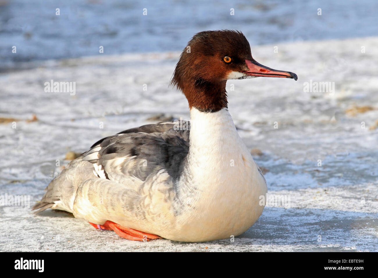 Goosanders hi-res stock photography and images - Alamy