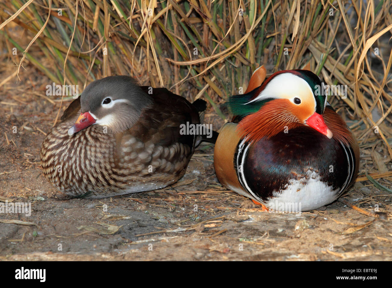 Male female mandarin duck on hi-res stock photography and images - Alamy
