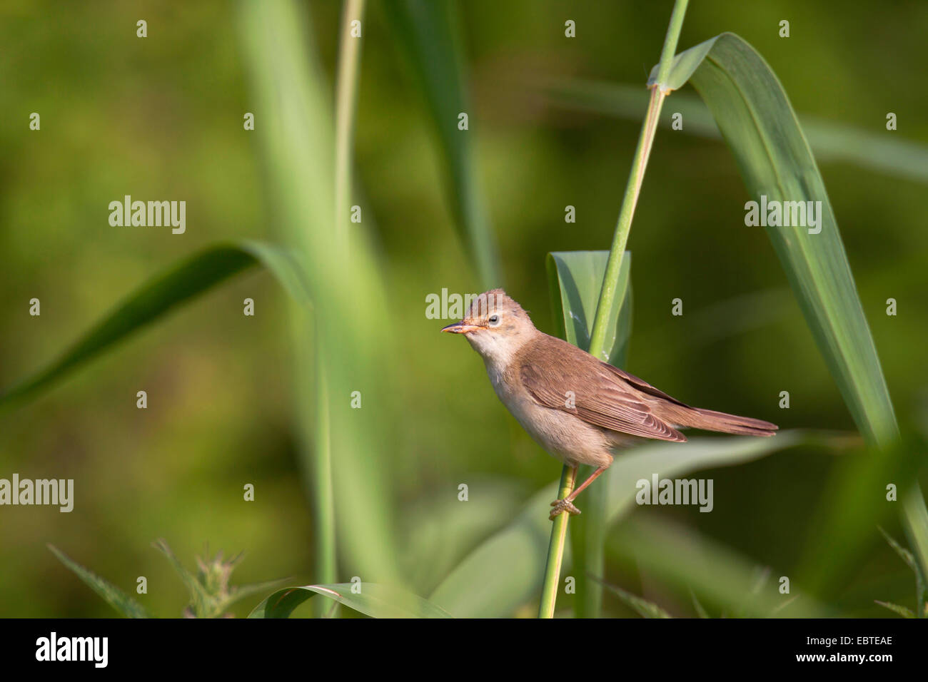 marsh warbler (Acrocephalus palustris), adult at a reed halm, Germany ...