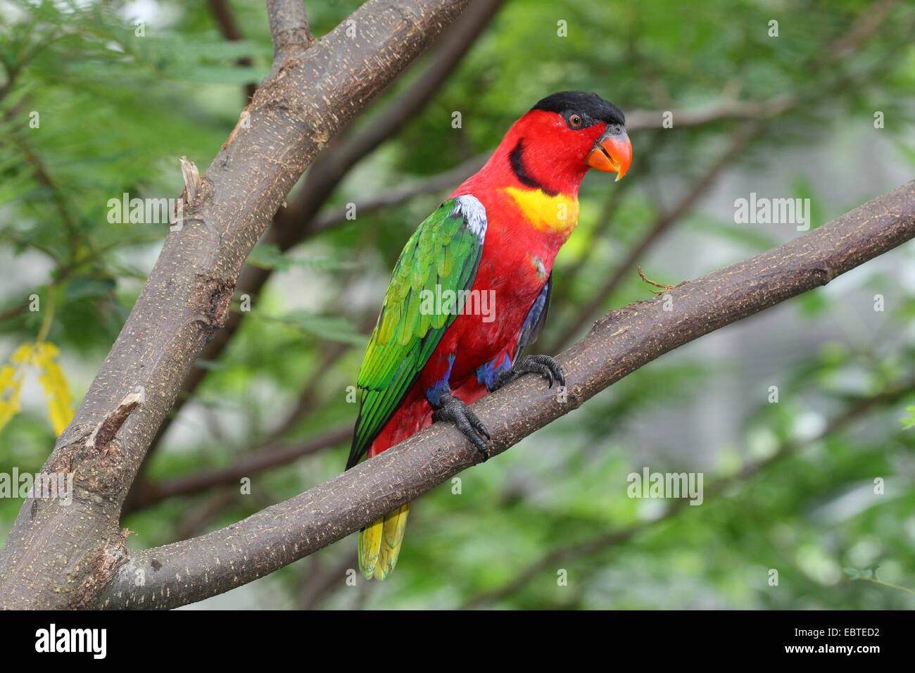 Western black capped lories hi-res stock photography and images - Alamy