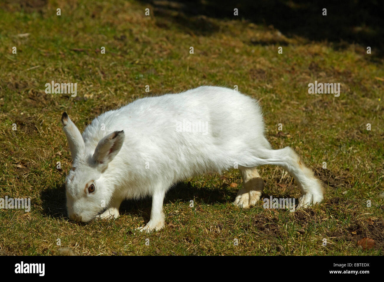 blue hare, mountain hare, white hare, Eurasian Arctic hare (Lepus ...