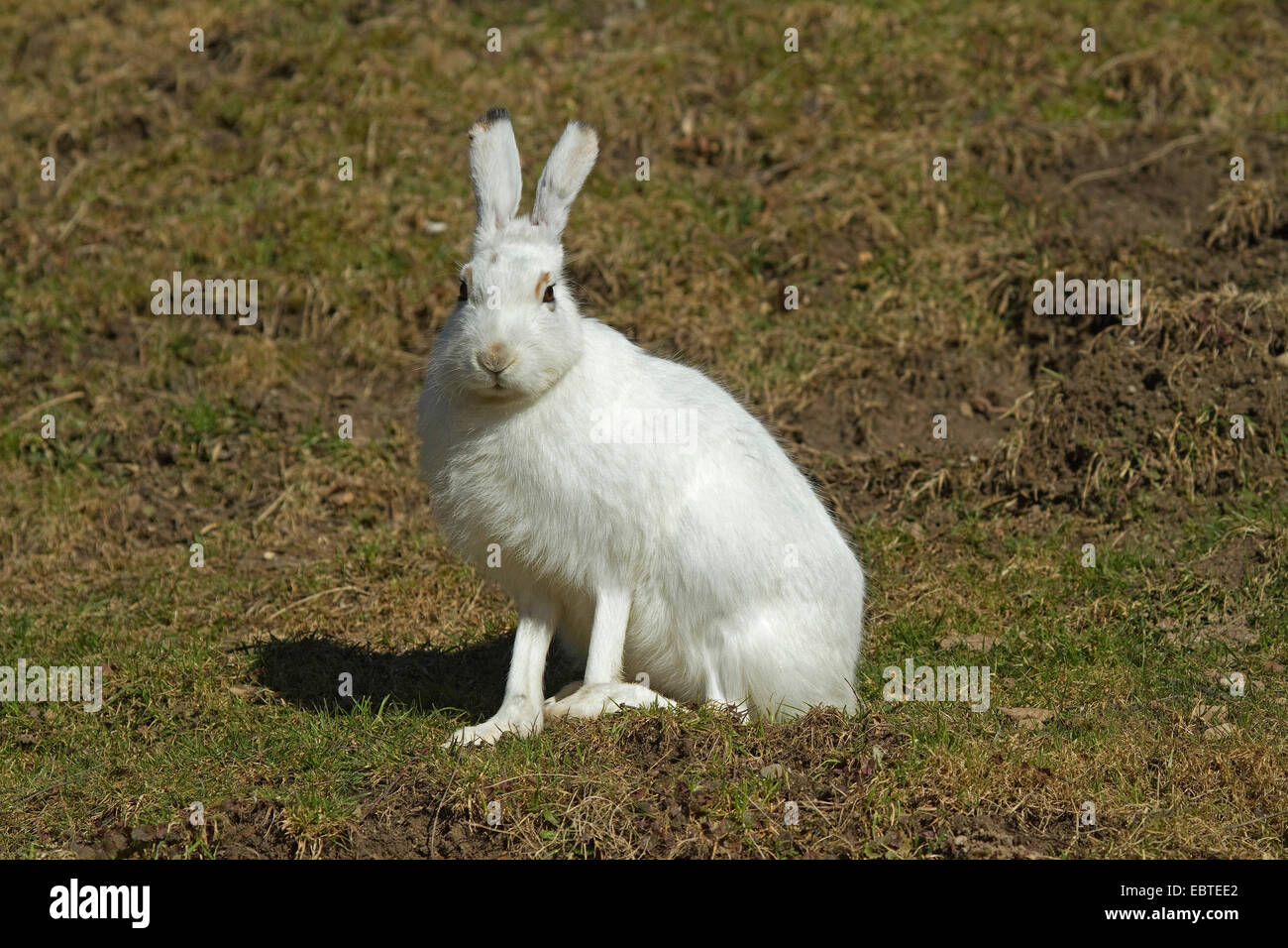 blue hare, mountain hare, white hare, Eurasian Arctic hare (Lepus ...