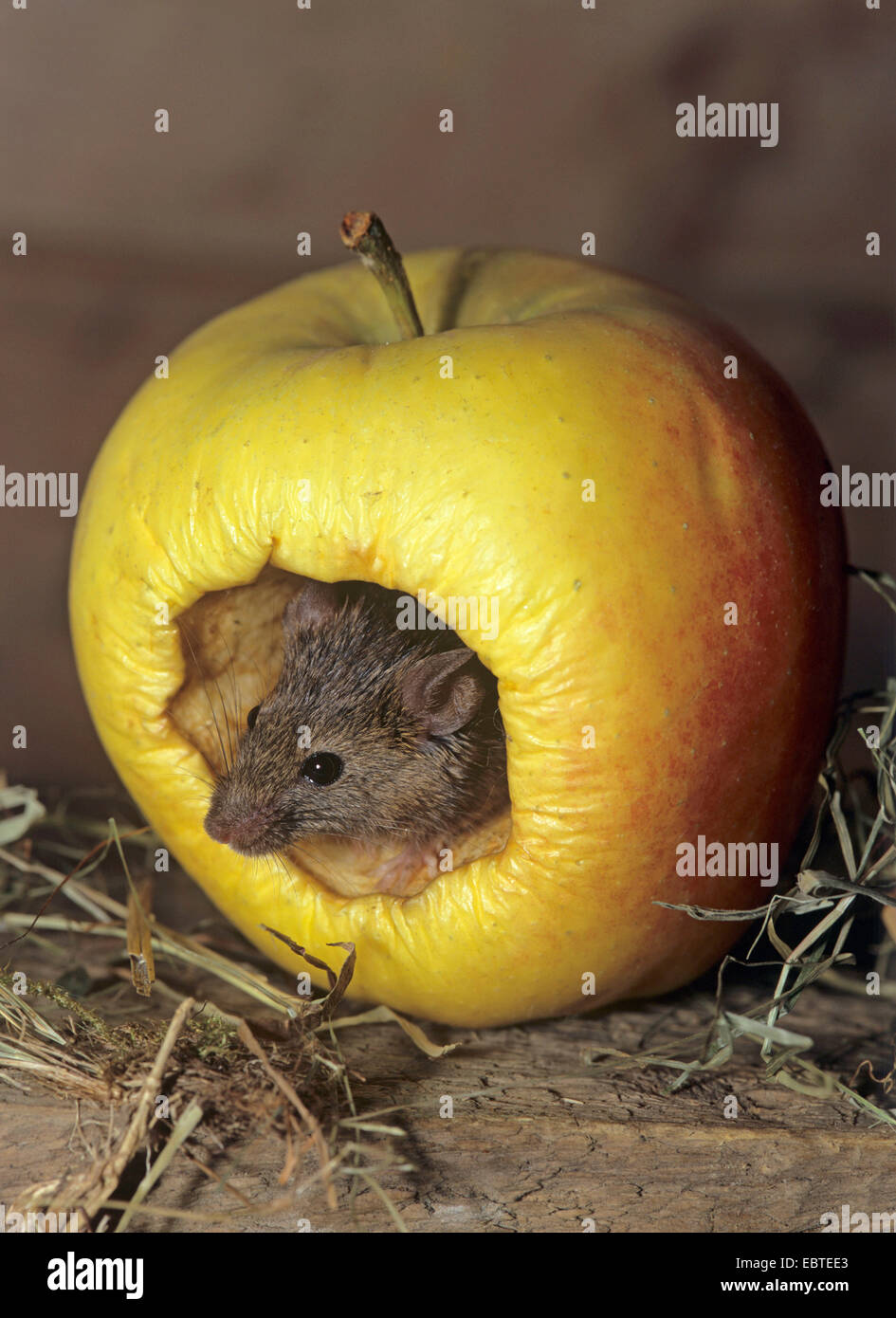 House mouse hi-res stock photography and images - Alamy
