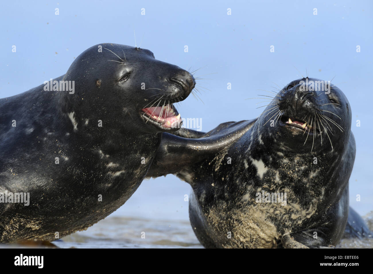 gray seal (Halichoerus grypus), two animals side by side at the beach ...