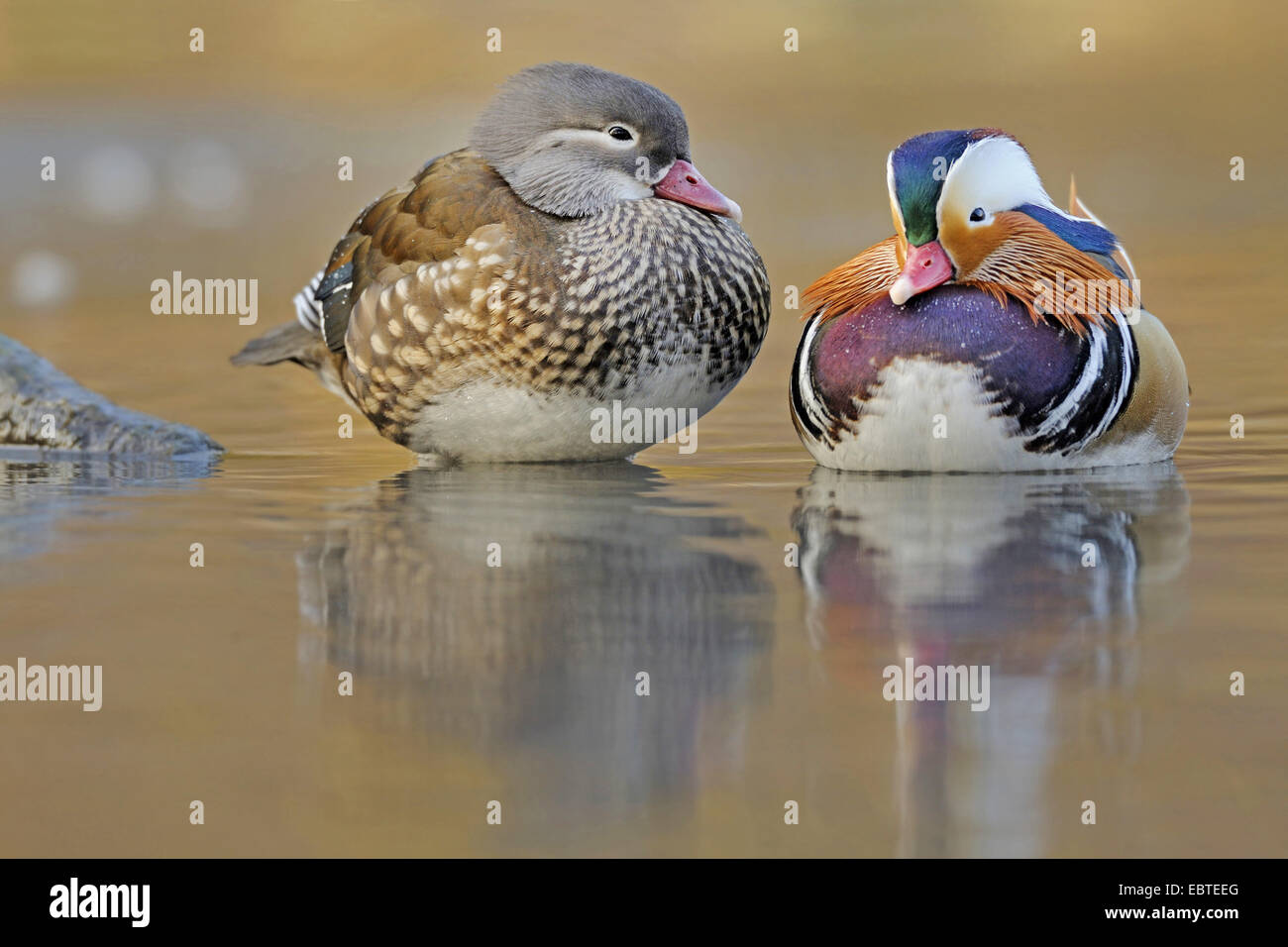 Duck side hi-res stock photography and images - Alamy