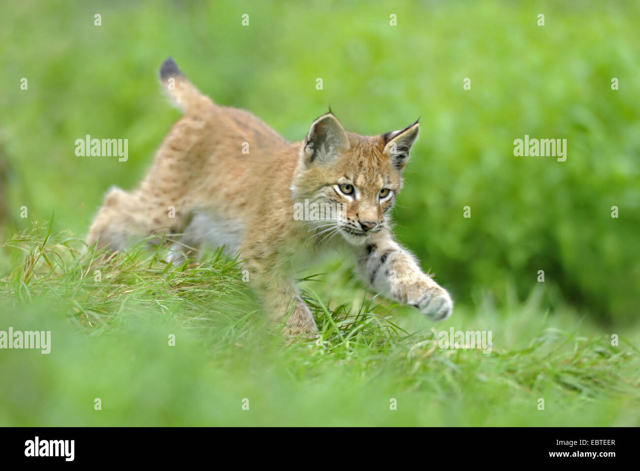 Eurasian lynx (Lynx lynx), juvenile running in a meadow Stock Photo - Alamy