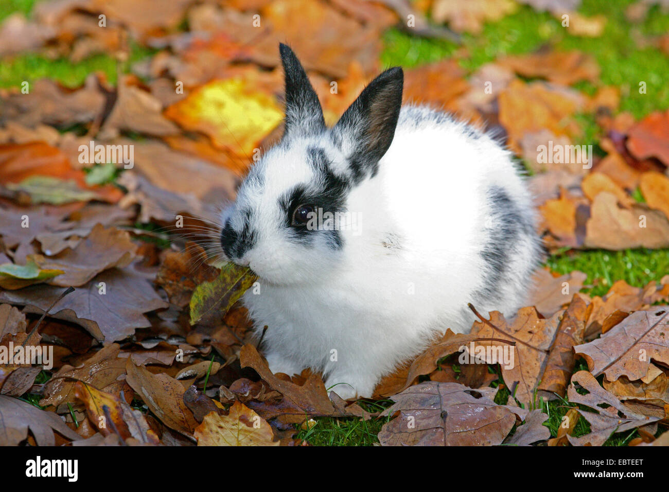 domestic rabbit (Oryctolagus cuniculus f. domestica), sitting in autumn ...