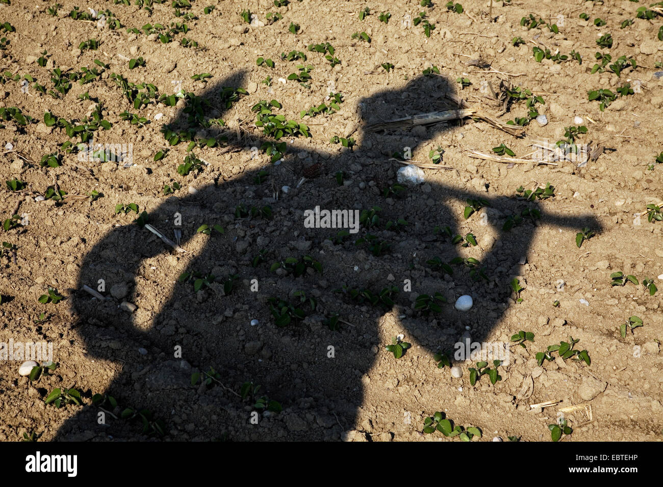 shadow of a farmer with a rake over the shoulder checking the plants ...
