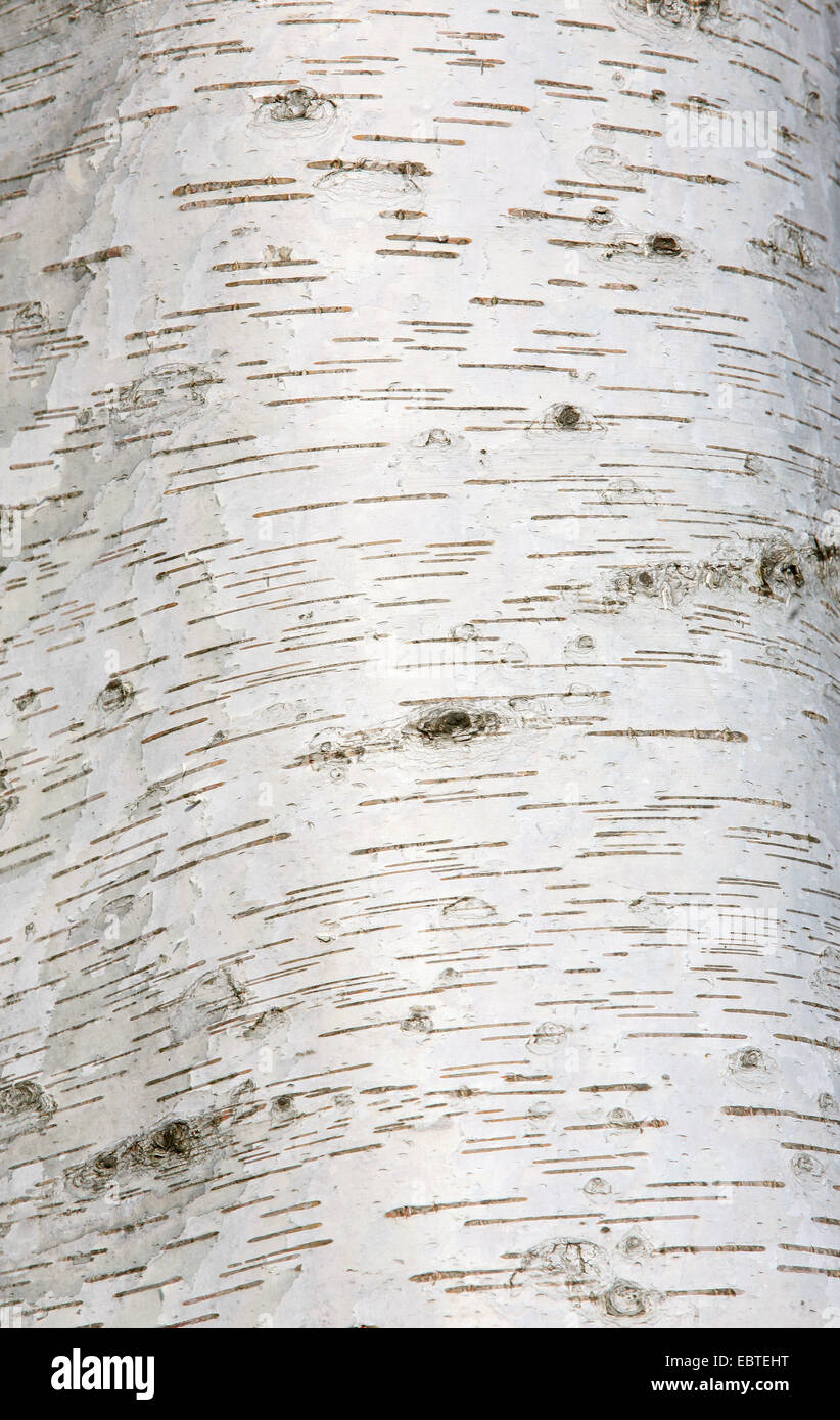 common birch, silver birch, European white birch, white birch (Betula ...
