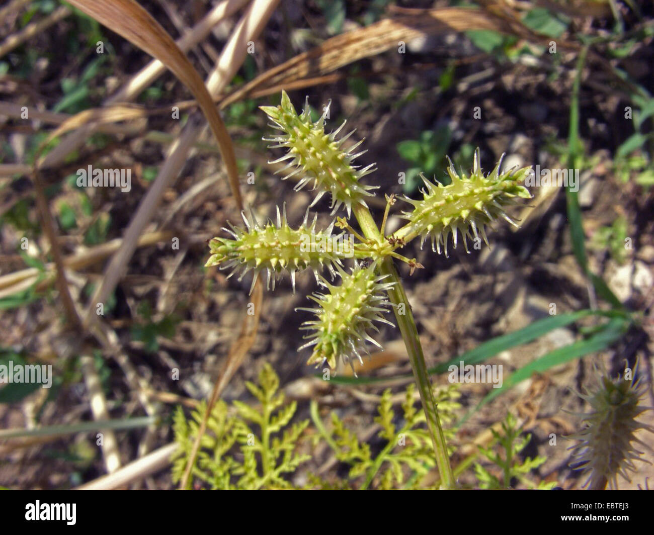 small bur-parsley (Caucalis platycarpos), with fruits, Germany, North ...