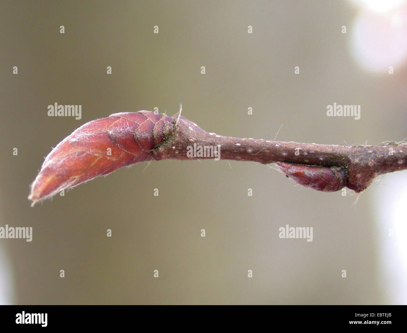 common hornbeam, European hornbeam (Carpinus betulus), winter bud ...