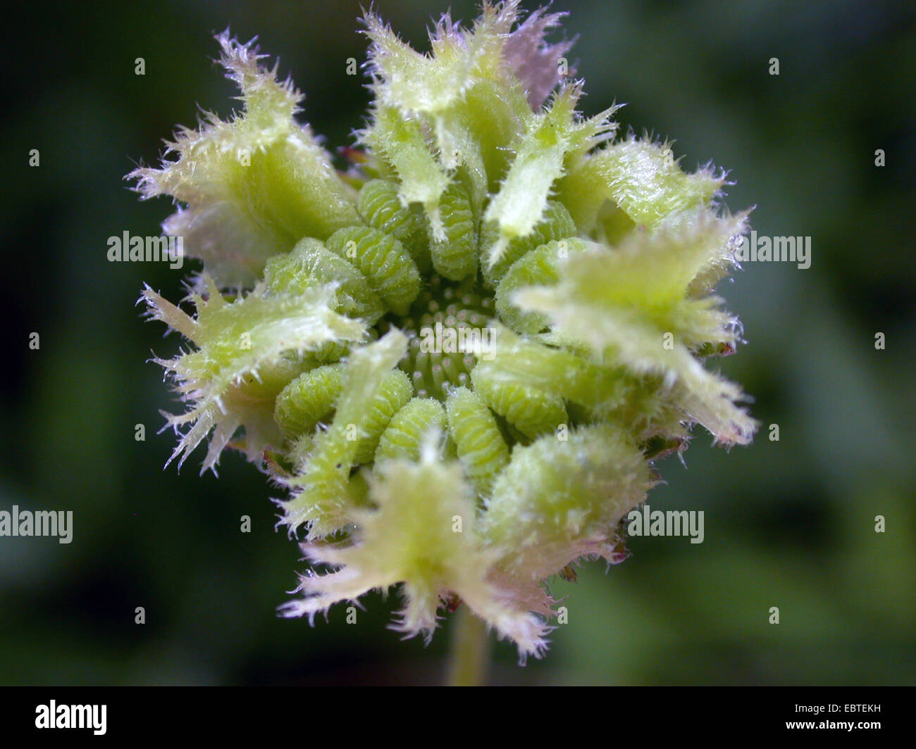 garden-pot marigold (Calendula officinalis), fruit, Germany Stock Photo ...
