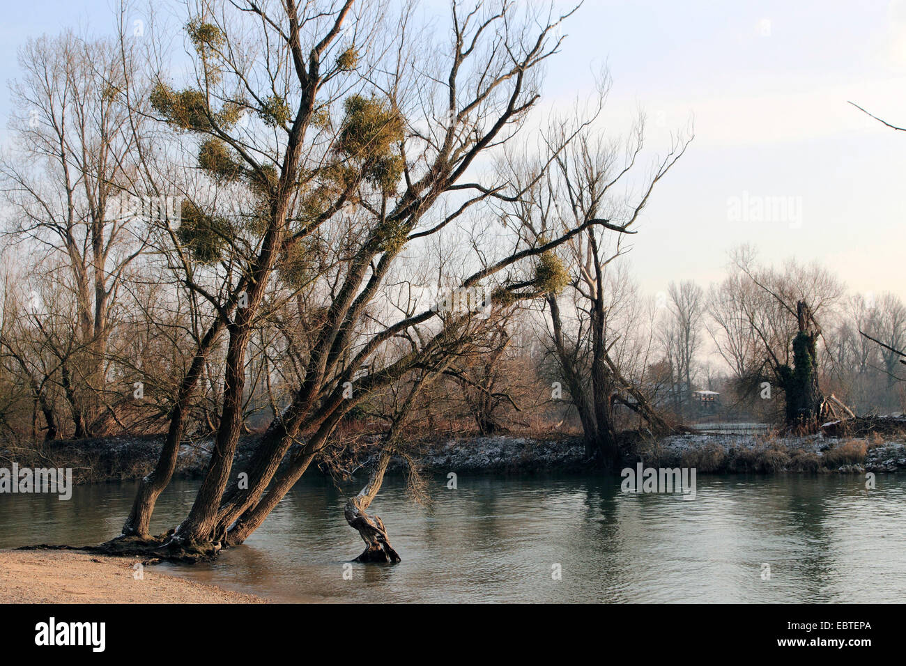 white poplar, silver-leaved poplar, abele (Populus alba), winterly ...