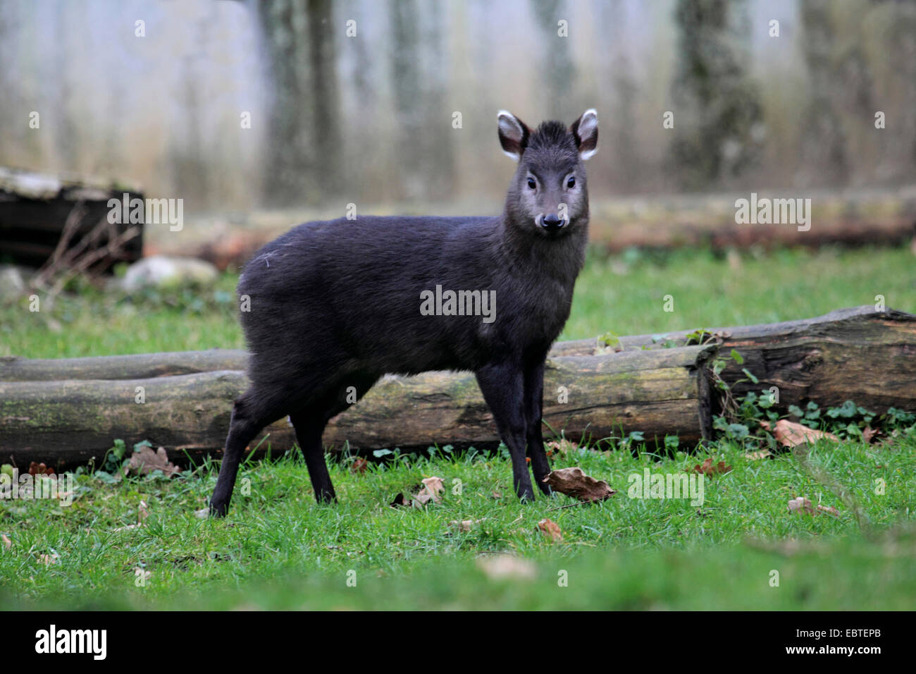 tufted deer (Elaphodus cephalophus), standing on lawn in front of dead ...