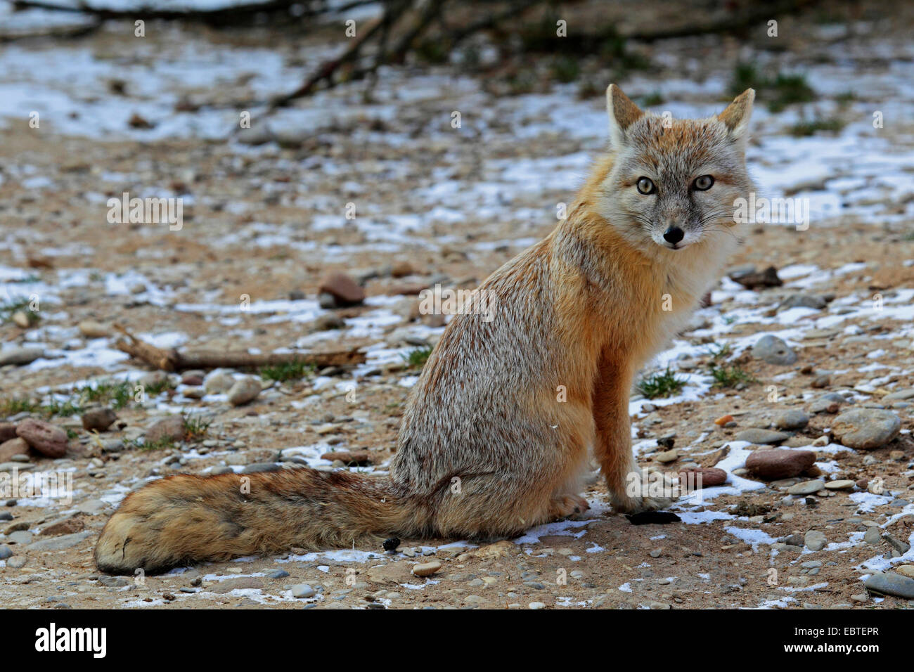 Corsac fox (Vulpes corsac), sitting on wate ground with remains of snow ...