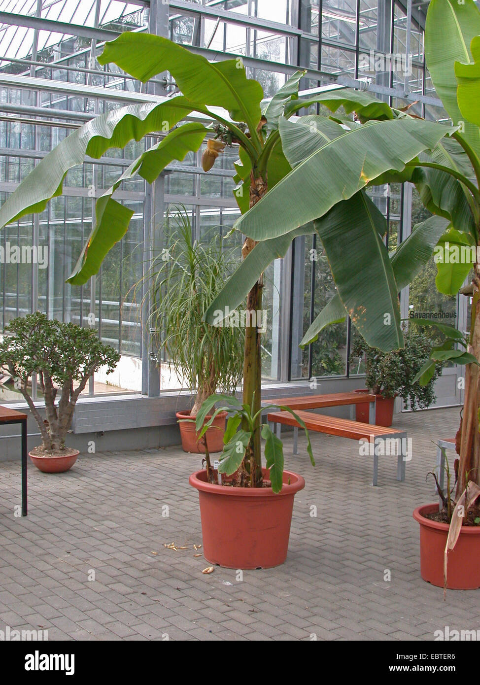 Japanese Banana (Musa basjoo), blooming individual in a greenhouse ...