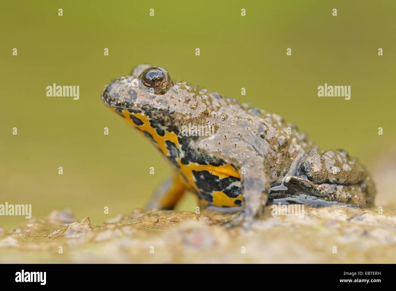 yellow-bellied toad, yellowbelly toad, variegated fire-toad (Bombina ...