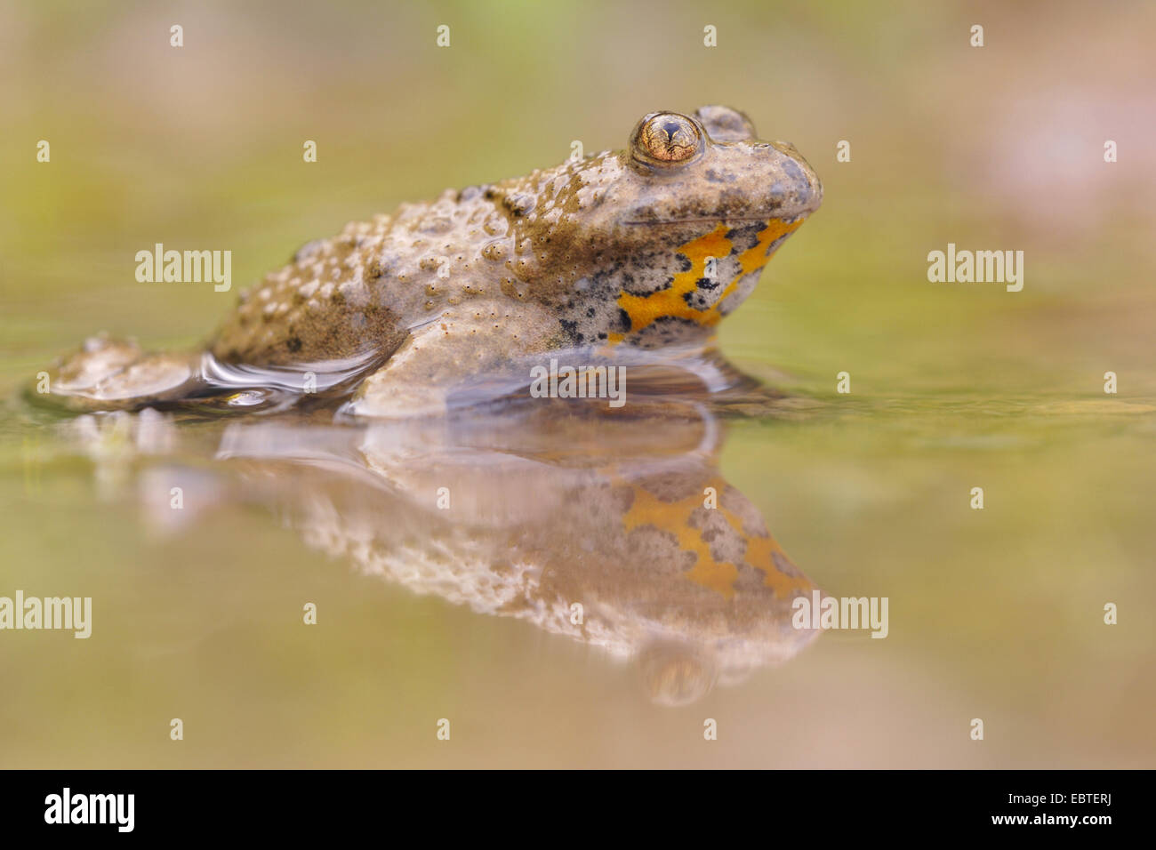 yellow-bellied toad, yellowbelly toad, variegated fire-toad (Bombina ...