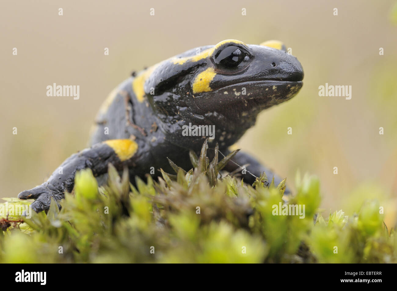 European fire salamander (Salamandra salamandra), sitting on moss ...