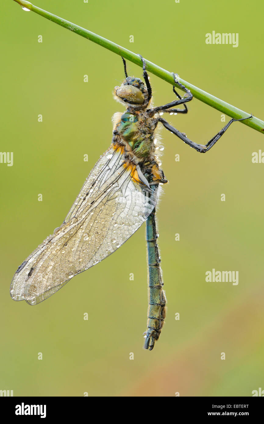 downy emerald (Cordulia aenea), sitting at a rush halm, Germany Stock ...