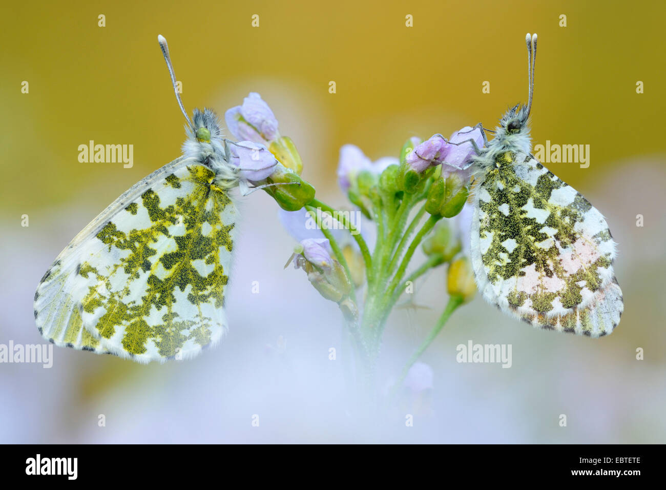 Orange tip anthocharis cardamines on cardamine cardamine pratensis hi ...
