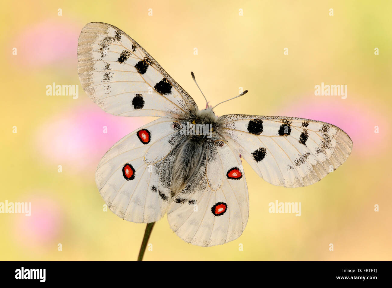 Parnassius apollo vinningensis hi-res stock photography and images - Alamy