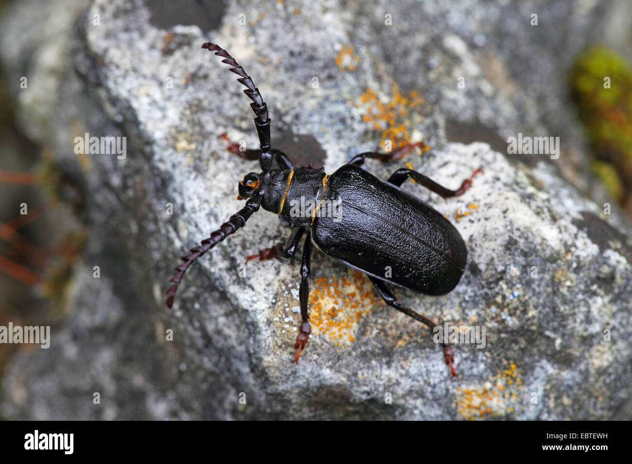 Prionus longhorn beetle, Greater British longhorn, The tanner, The ...