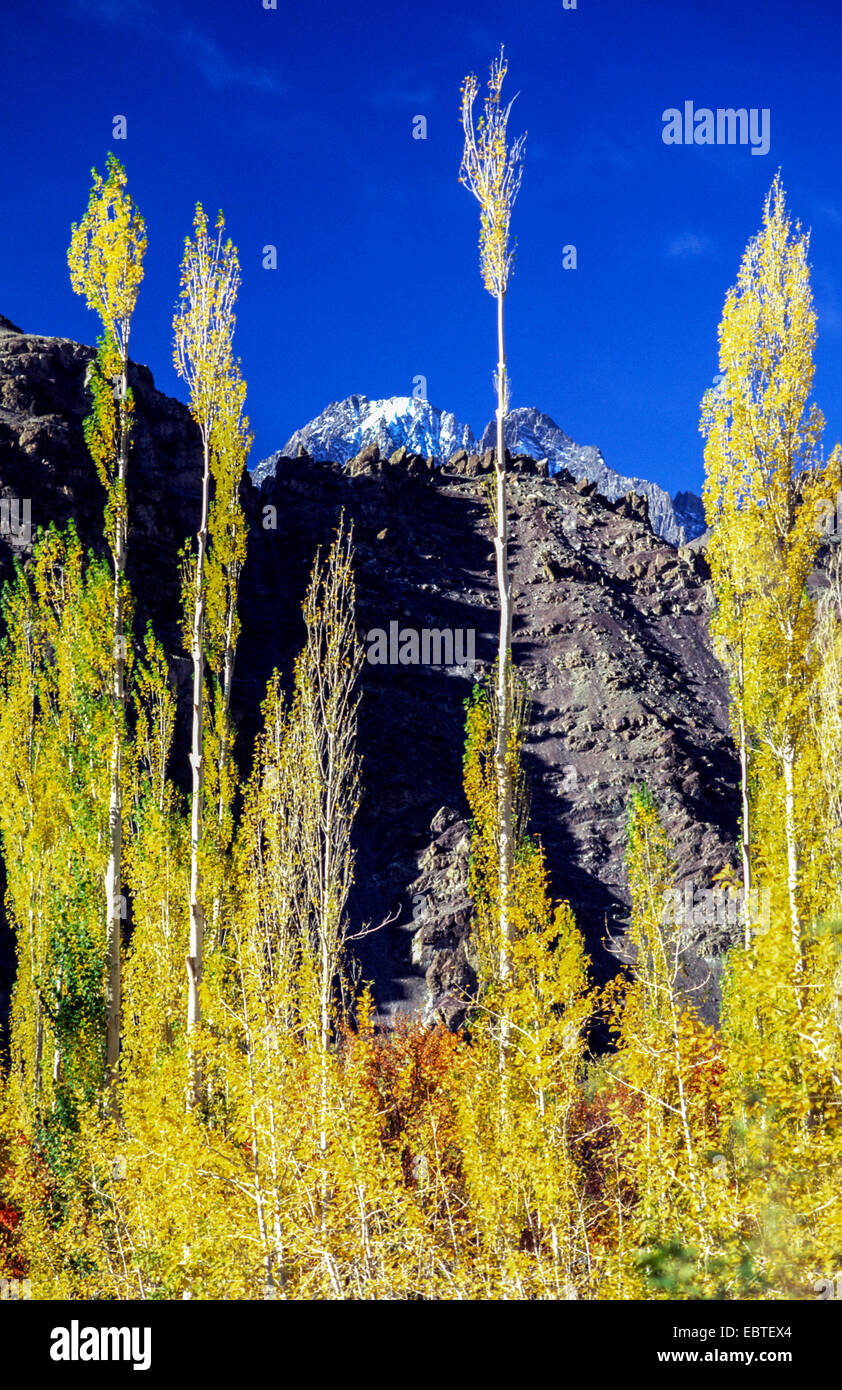 Vibrantly coloured poplar trees create a screen in front of the snow ...