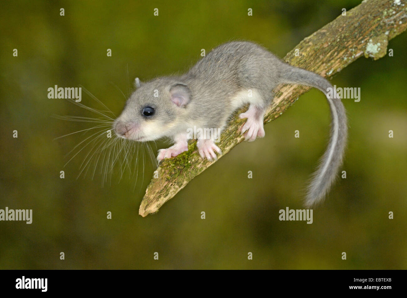 edible dormouse, edible commoner dormouse, fat dormouse, squirrel ...