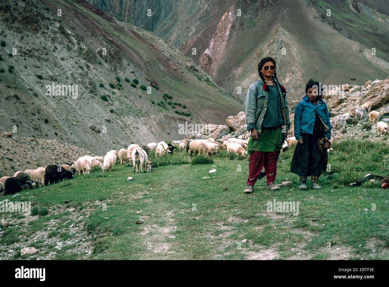 Girl shepherds watch over their grazing sheep in the limited spring ...