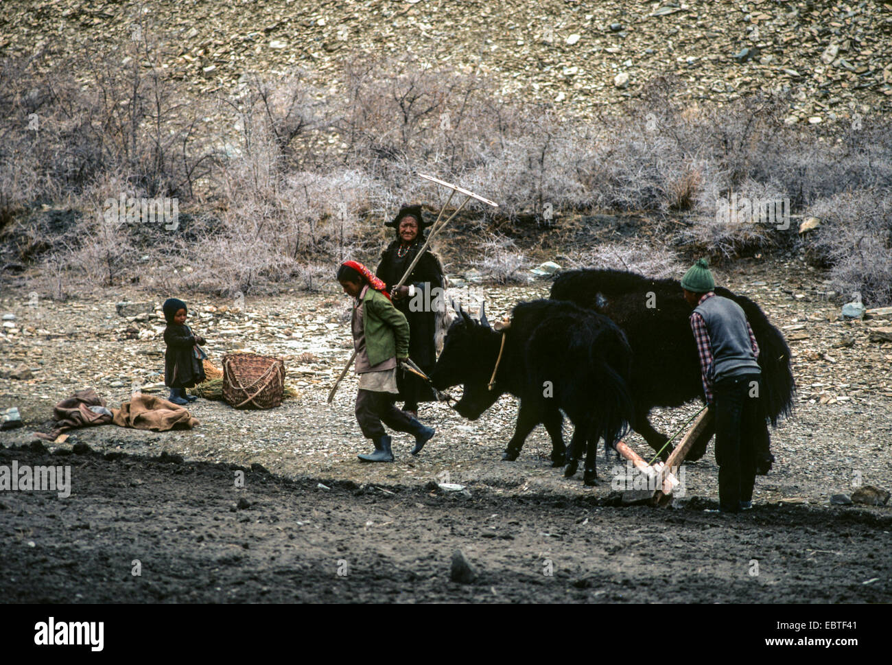 Pair of Dzos pulling a traditional plow led by women farmworkers while ...