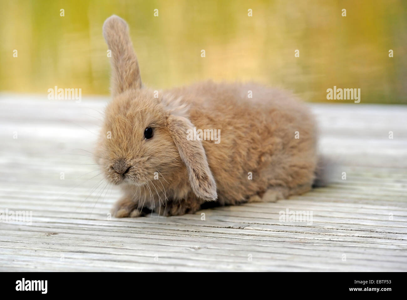 Floppy ear rabbit hi-res stock photography and images - Alamy