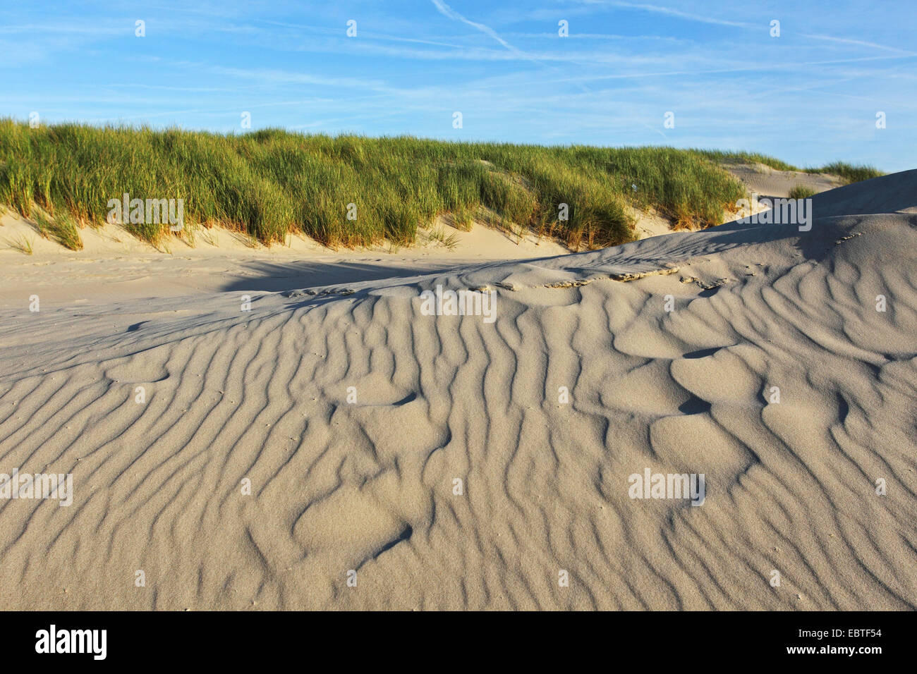 Sea sand reed ammophila arenaria hi-res stock photography and images ...
