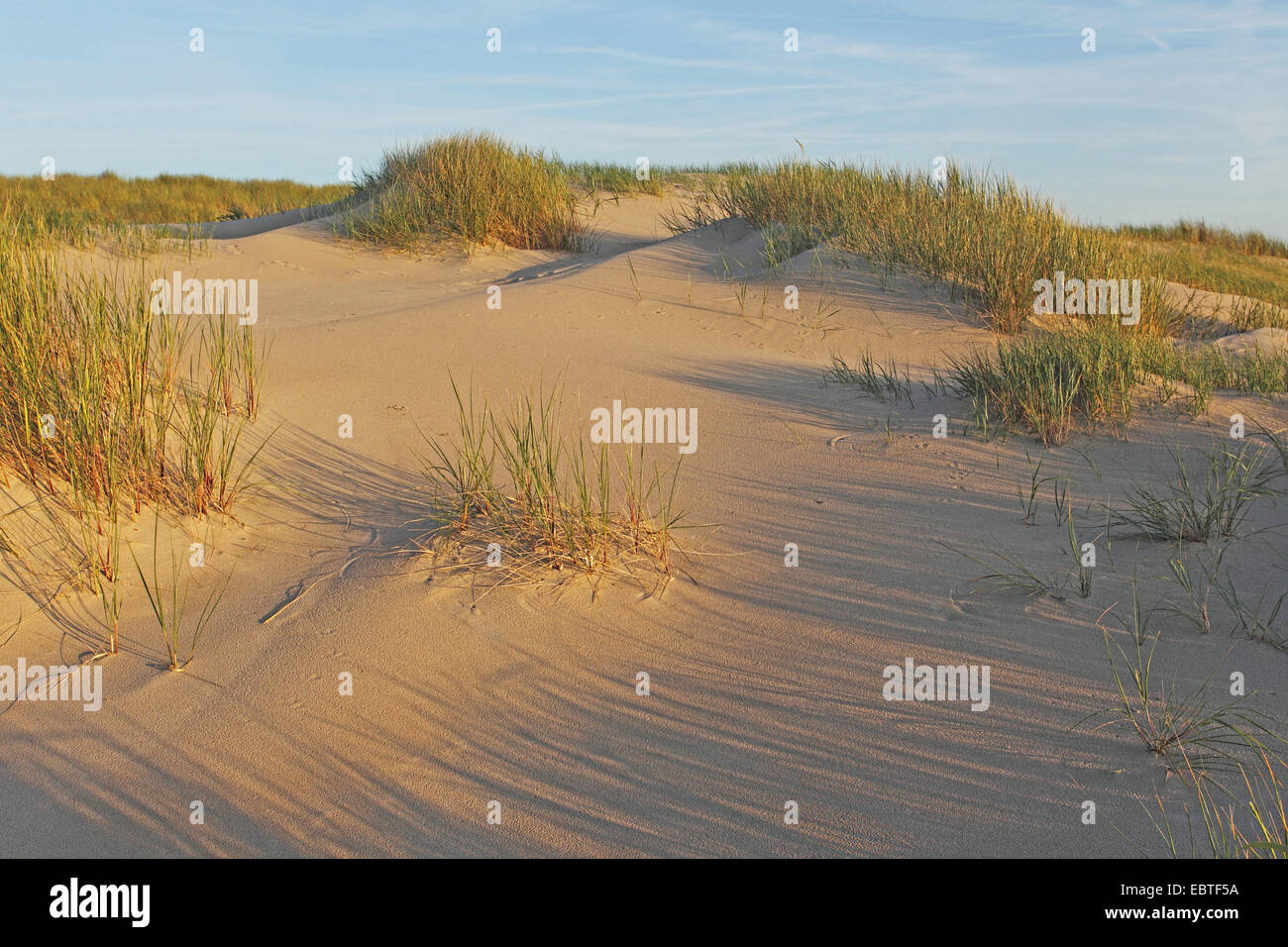 beach grass, European beachgrass, marram grass, psamma, sea sand-reed ...