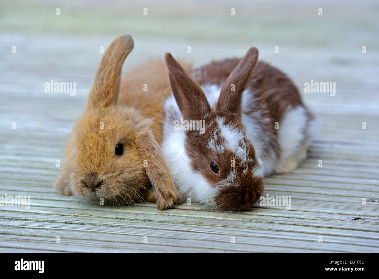 Brindle rabbit hi-res stock photography and images - Alamy