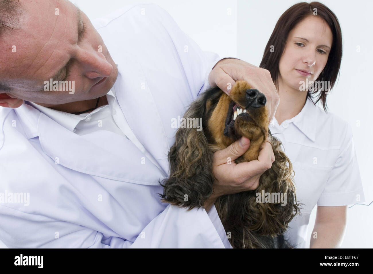 Cocker spaniel teeth hi-res stock photography and images - Alamy