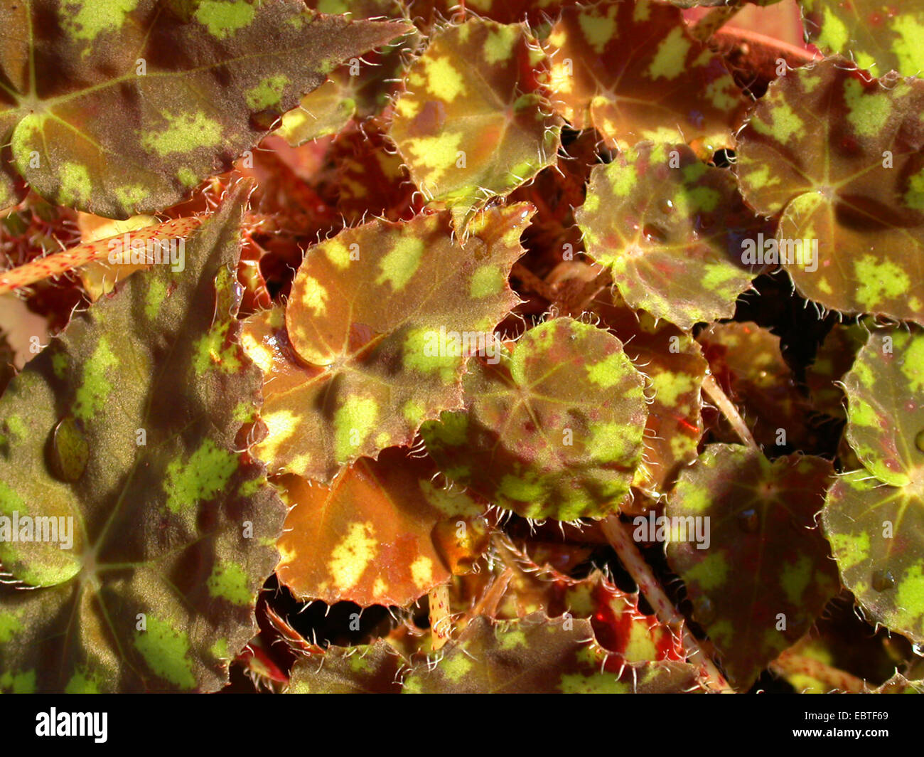 Eyelash Begonia, Tiger Paw Begonia (Begonia bowerae), foliage Stock ...