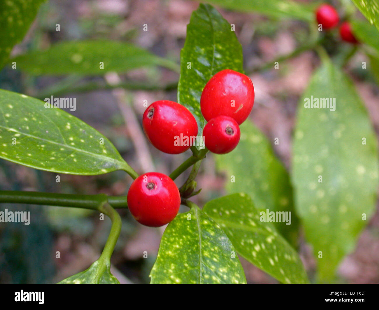 Aucuba, Spottet Laurel (Aucuba japonica), fruits Stock Photo - Alamy