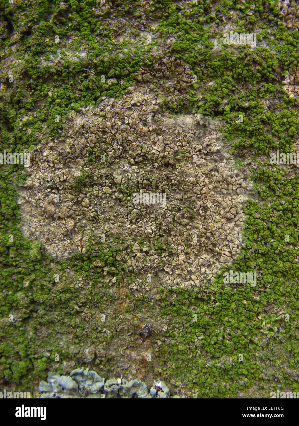 Athelia arachnoidea hi-res stock photography and images - Alamy