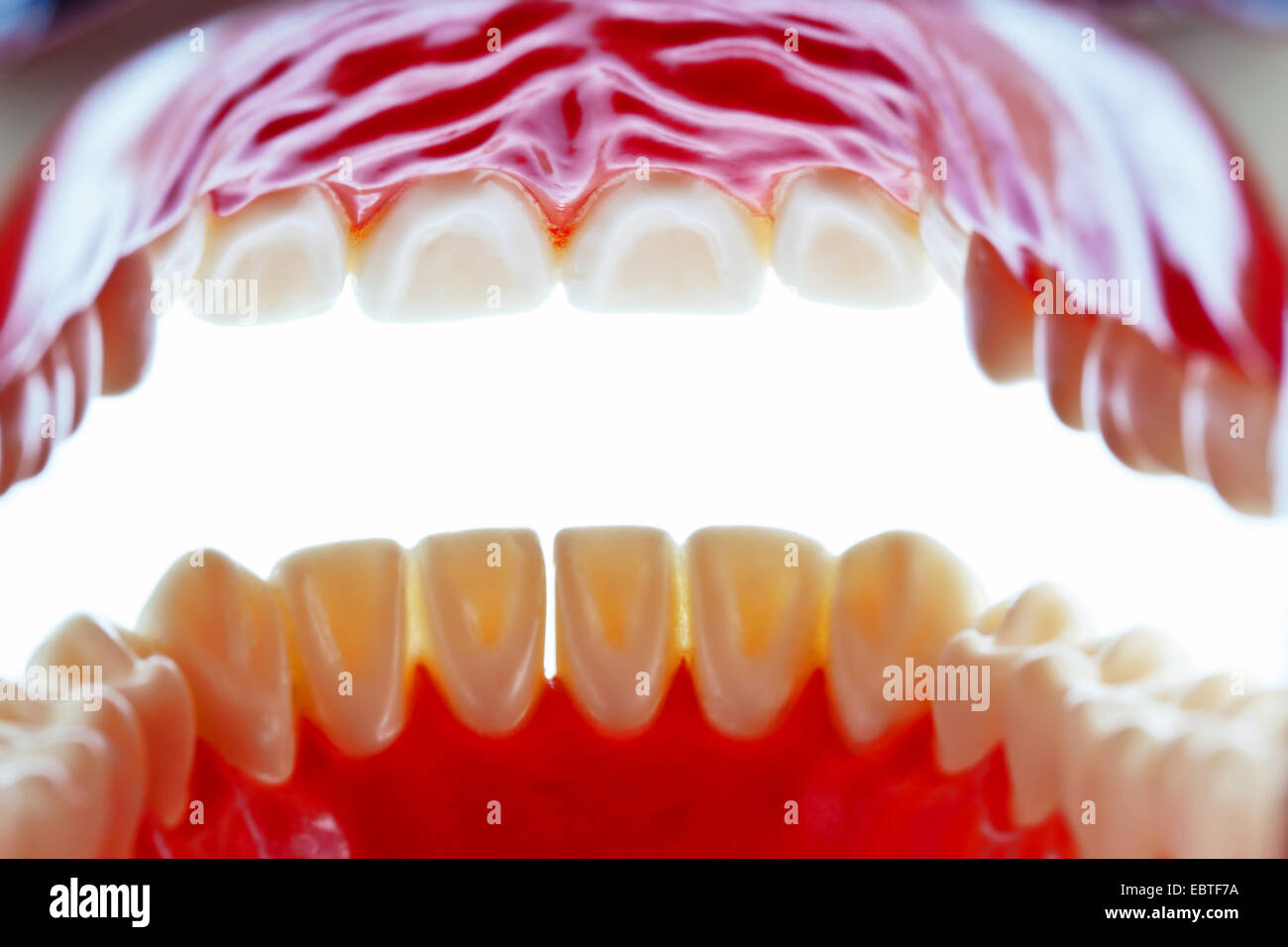 unusual view from behind through the model of a set of teeth Stock ...