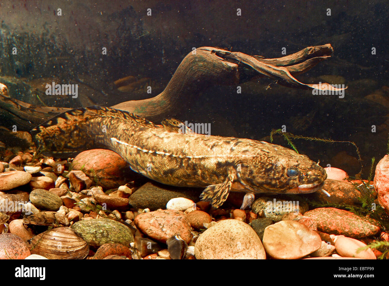 Lotte germany hi-res stock photography and images - Alamy