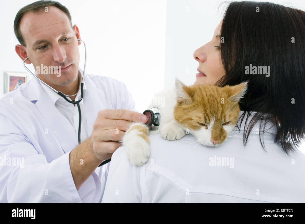 domestic cat, house cat (Felis silvestris f. catus), veterinarian and ...