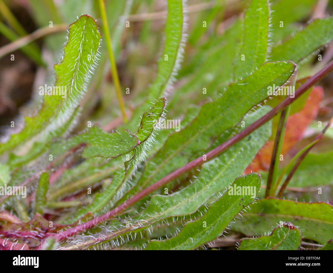 lesser hawkbit (Leontodon saxatilis), leaves, Germany Stock Photo - Alamy