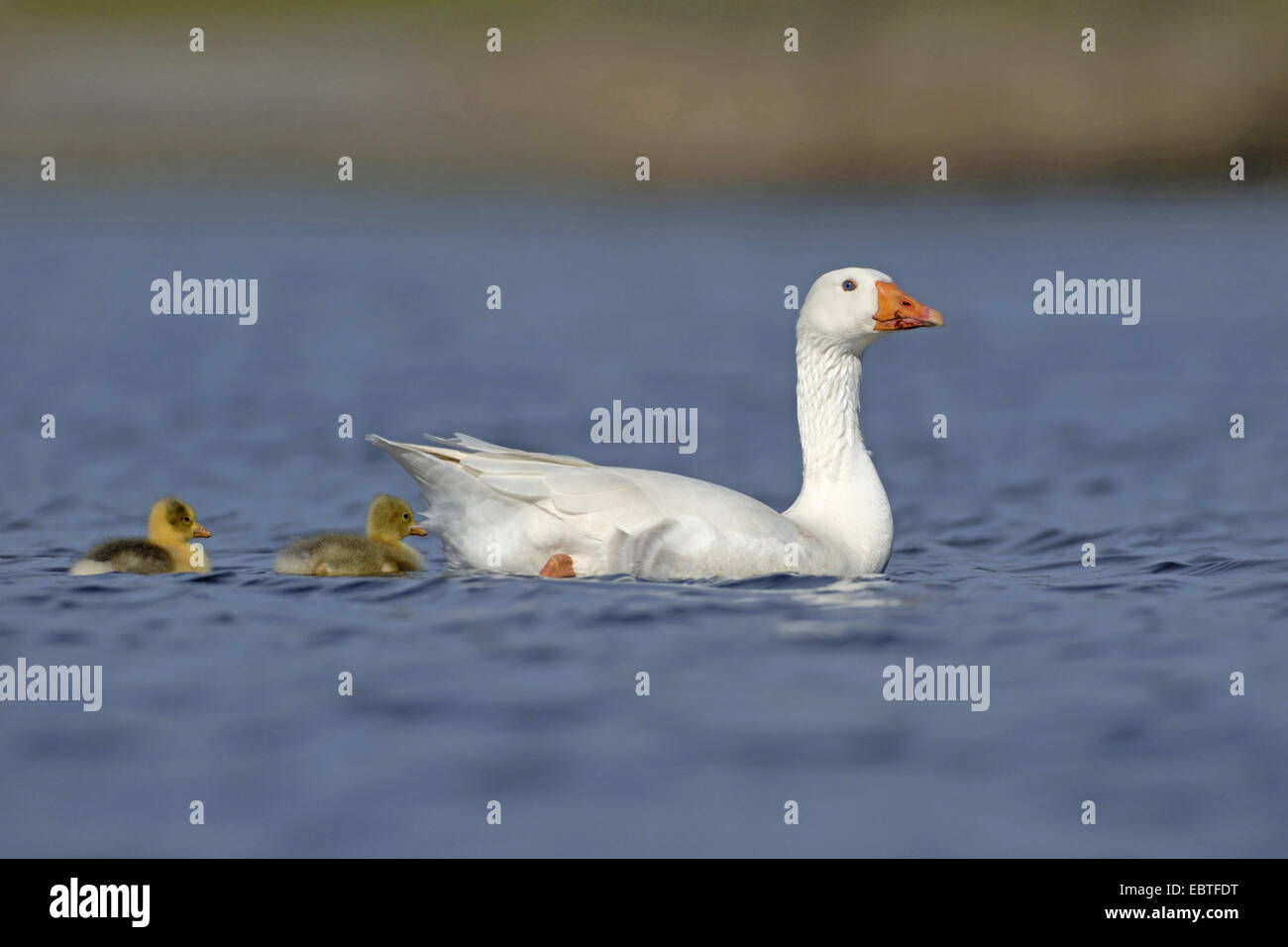 domestic goose (Anser anser f. domestica), feral bird swimming on a ...