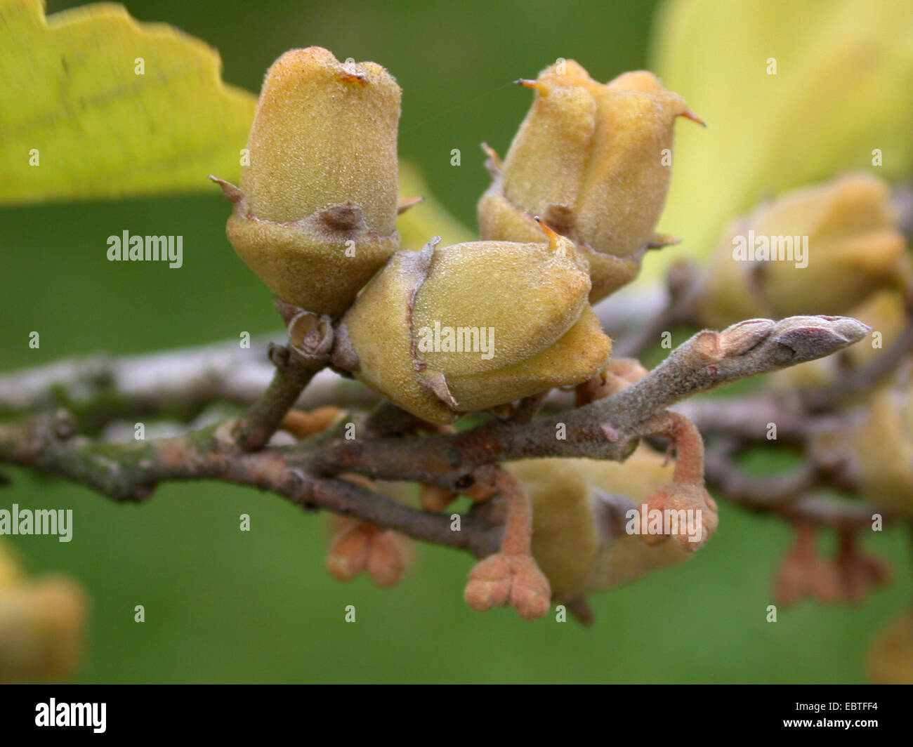 Hamamelis vernalis hi-res stock photography and images - Alamy